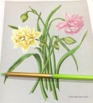 Grayscale Coloring Tutorial: Basic How To – Coloring Press