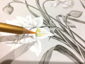 Grayscale Coloring Tutorial: Basic How To – Coloring Press