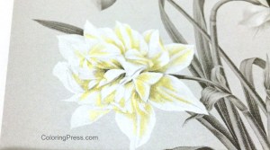 Grayscale Coloring Tutorial: Basic How To – Coloring Press