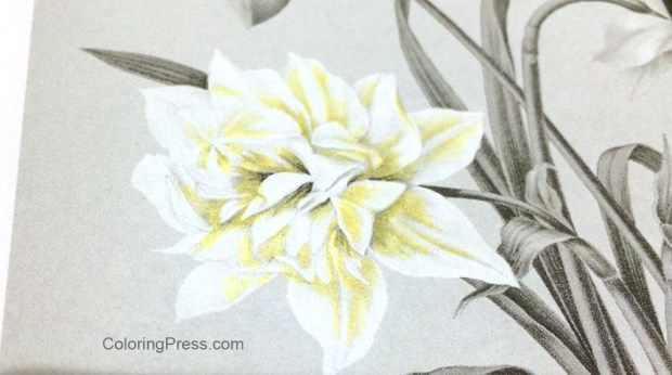 Grayscale Coloring Tutorial: Basic How To – Coloring Press